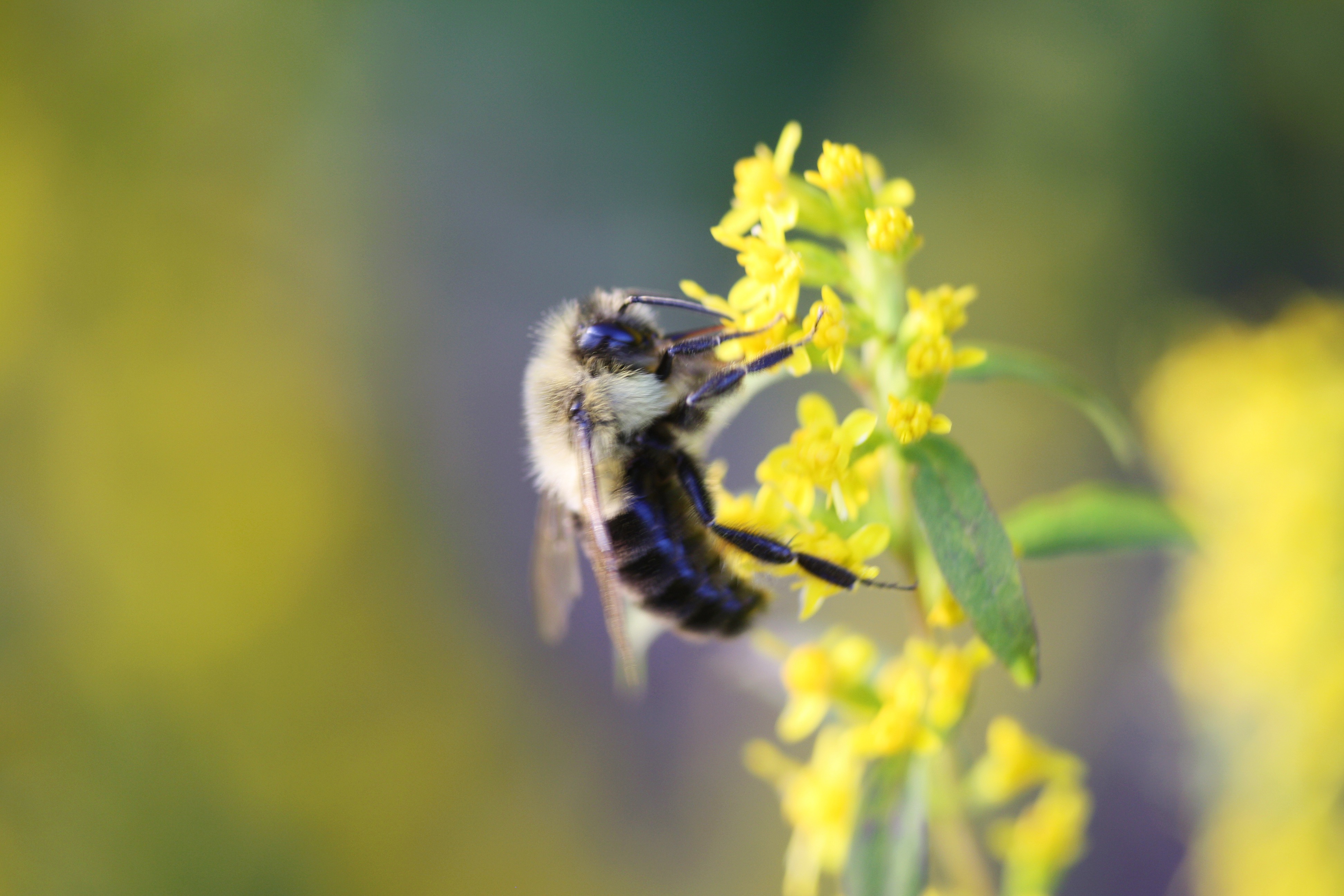 Dutchman’s Breeches
